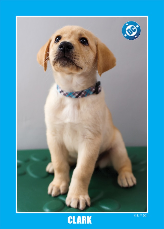 DC.com - DC + Guide Dogs of America