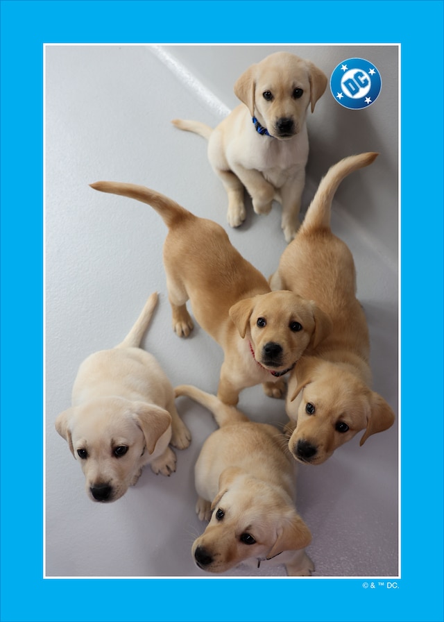 DC.com - DC + Guide Dogs of America