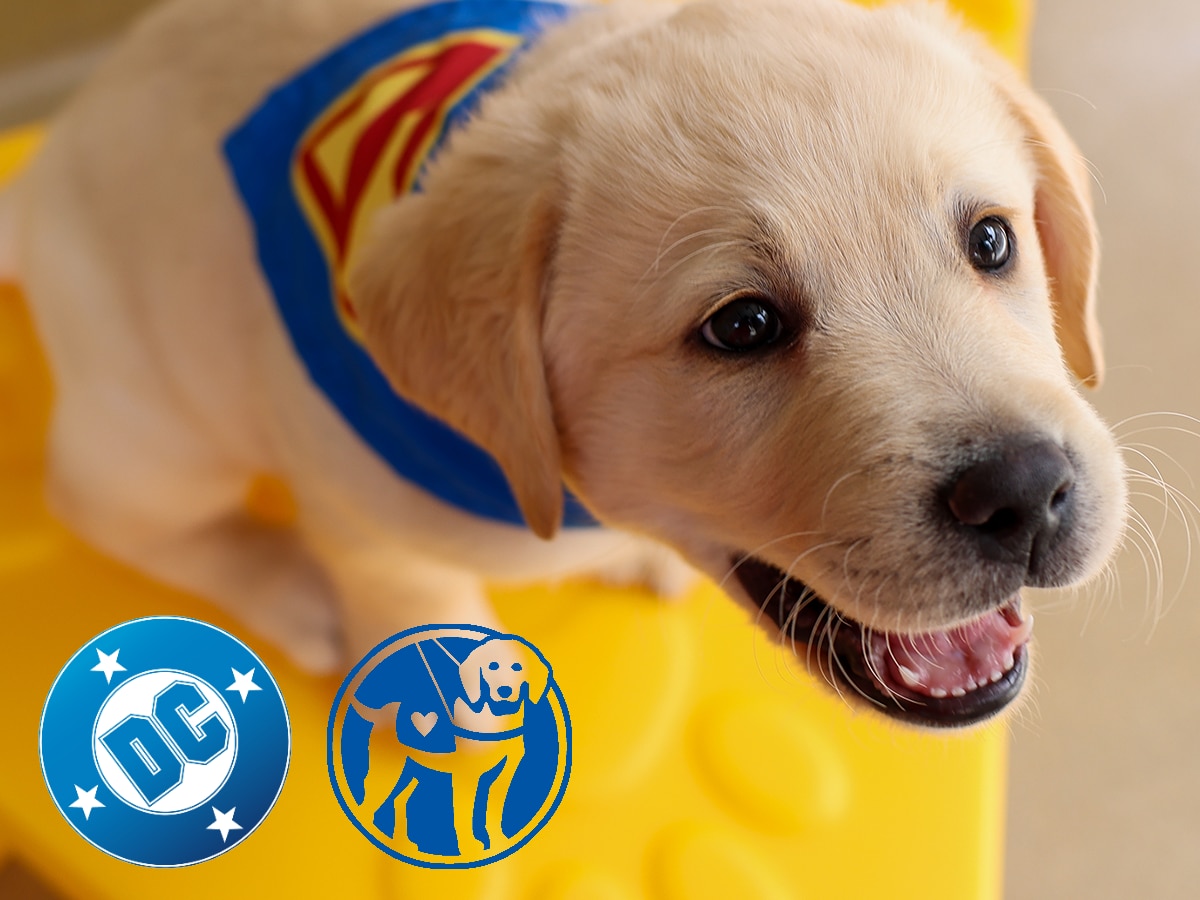 DC.com - DC + Guide Dogs of America