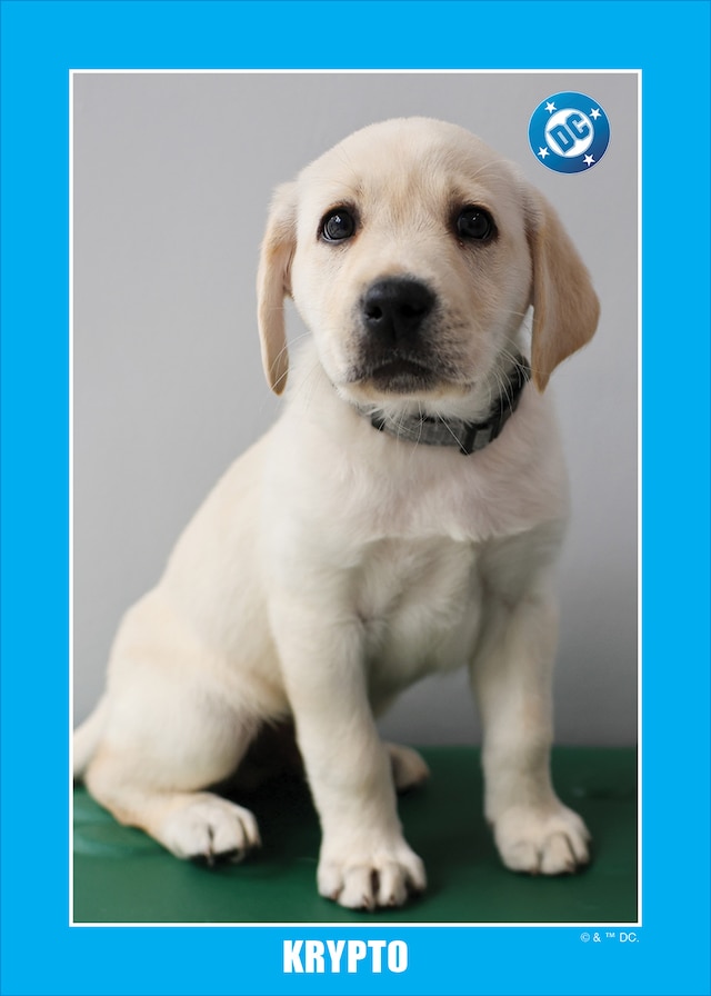 DC.com - DC + Guide Dogs of America