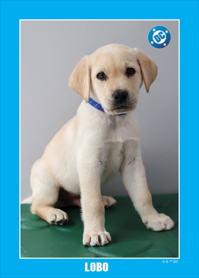DC.com - DC + Guide Dogs of America