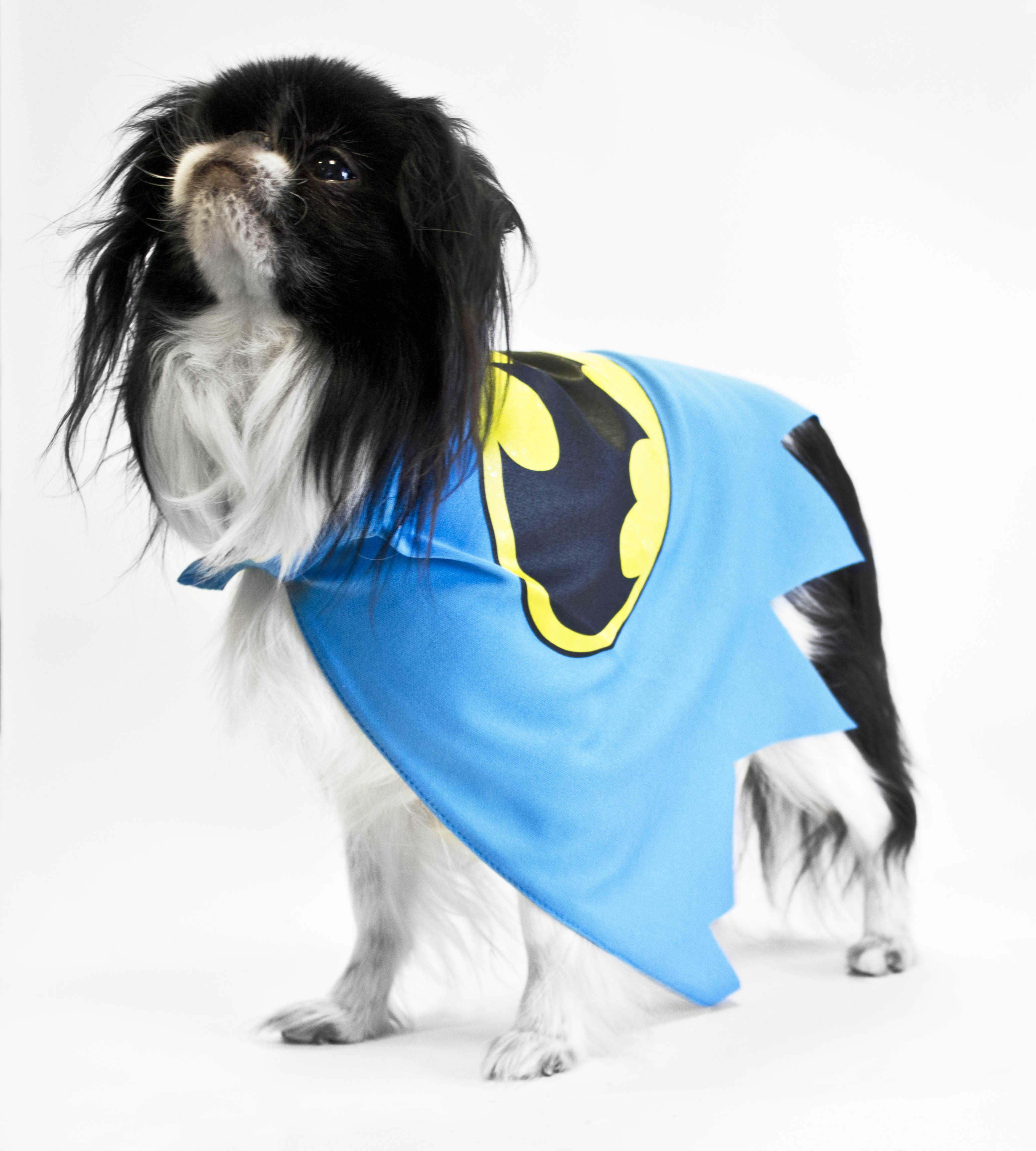 DC Comics...Now For Dogs! | DC